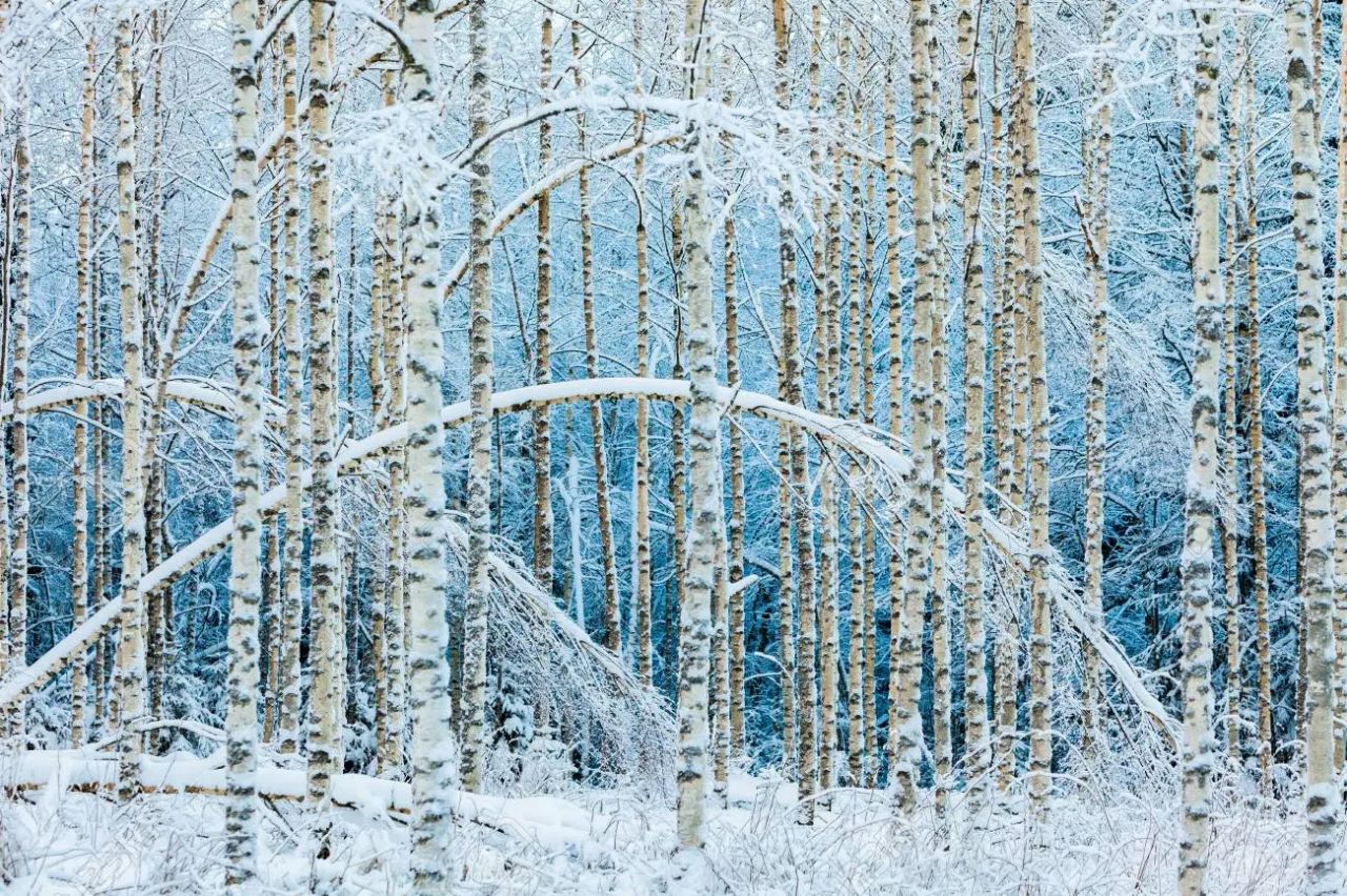 The Shifting Metaphor in Robert Frost’s ‘Birches’ – De Omnibus Dubitandum